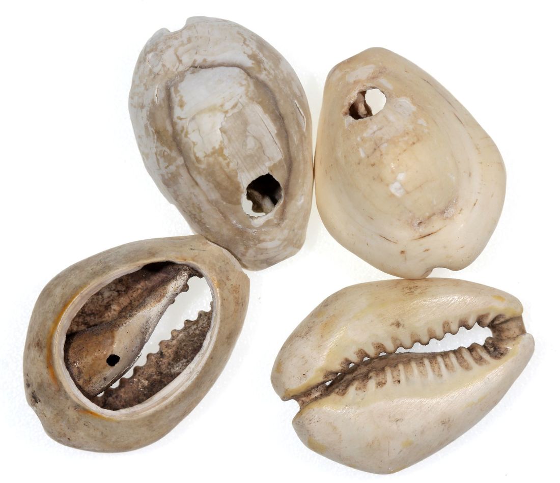 4006 - China, Shang Dynasty, a group of 4x cowrie shells, circa 1600-77...